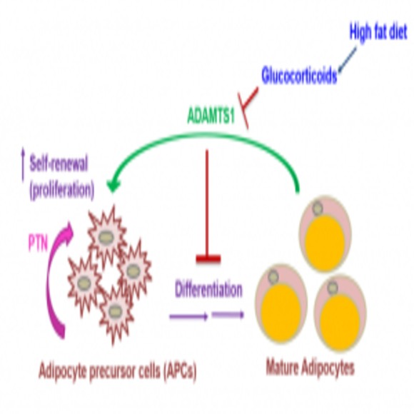 How Preadipocytes Decide Whether to Turn into Fat Cells or Self-Renew