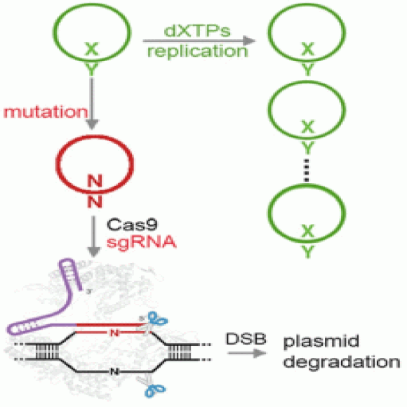 Expanding the Genetic Alphabet to Create New Life Forms - BioTechniques