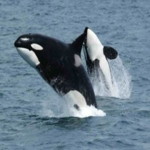 The Killer Whale's Microbial Secrets - BioTechniques