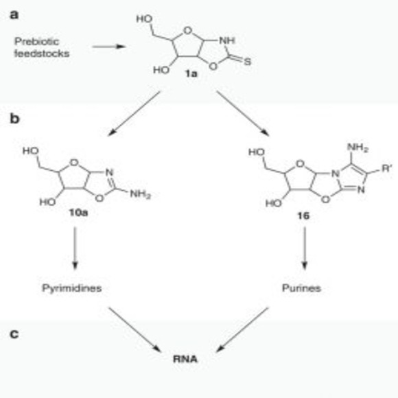The Origins of RNA - BioTechniques