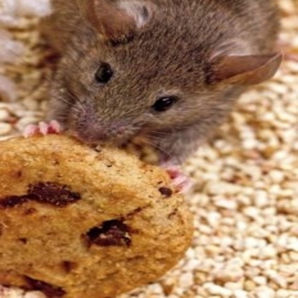 Mouse Eating Cookie