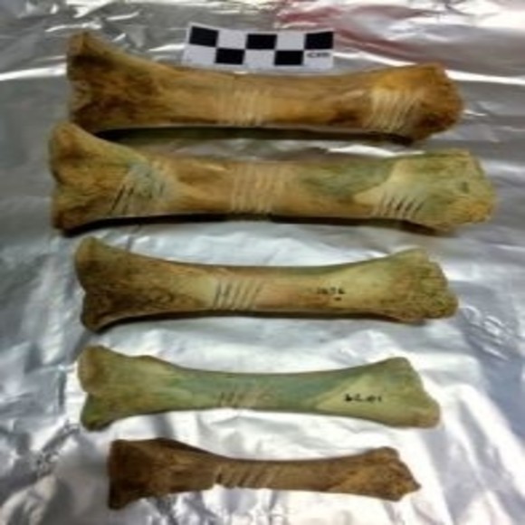 Forensics Gets Worked to the Bone - BioTechniques