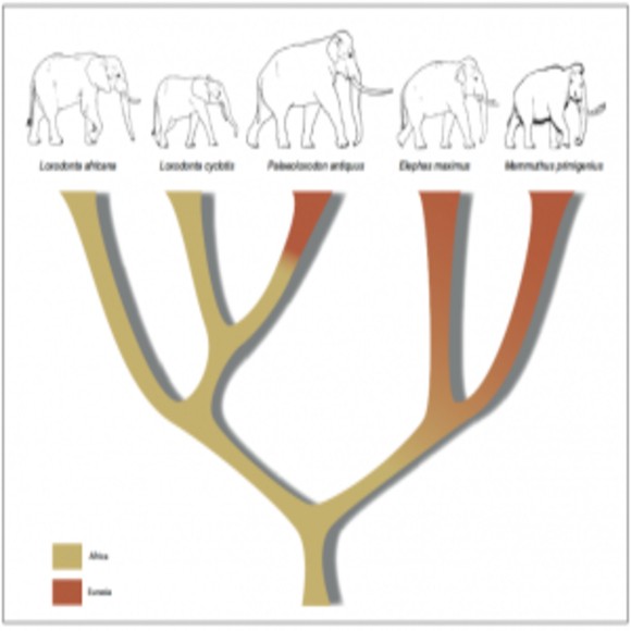 A Jumbo Change in Evolutionary History - BioTechniques