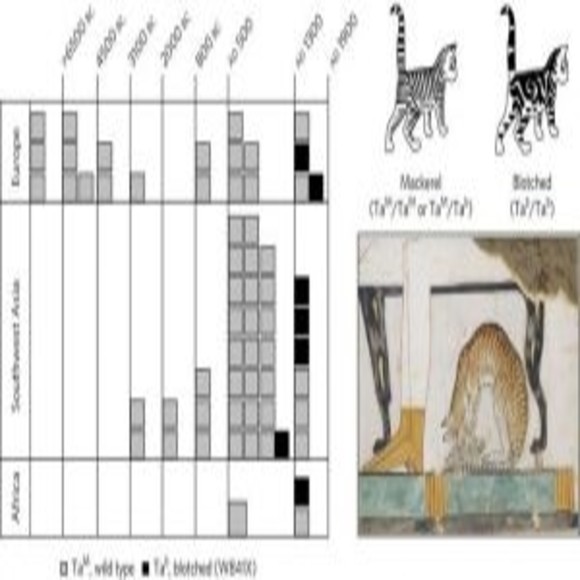 How Felines Found Their Way - BioTechniques