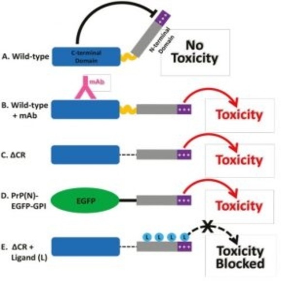 Prying Into Prion Structure - BioTechniques