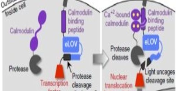 Snapshots of Neural Activity - BioTechniques