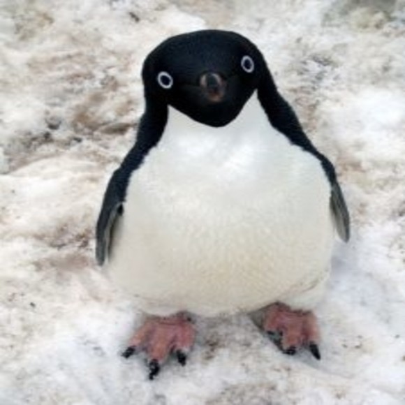 Penguin Tail Helps to Predict Locations Without GSP - BioTechniques