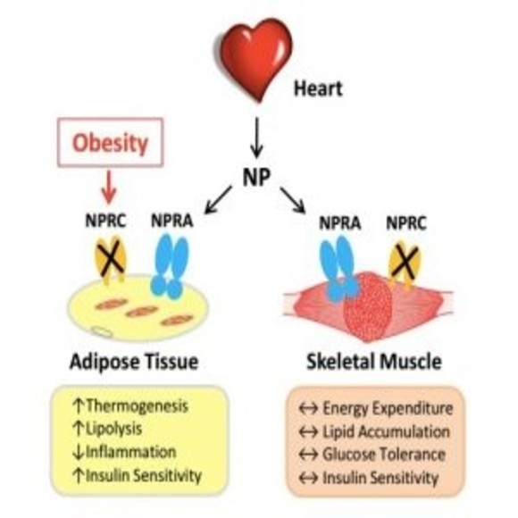 Natriuretic Peptide in Adipose Tissue - BioTechniques
