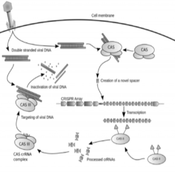 CRISPR to Restore Cardiac Function - BioTechniques