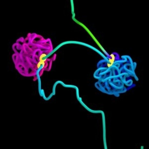 Closing the Loop on Genome Folding - BioTechniques