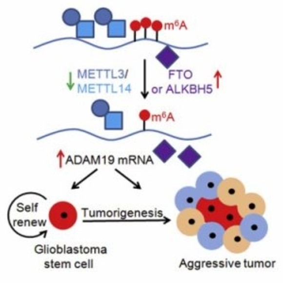 Critical Roles for an Abundant RNA Modification in Cancer Biology