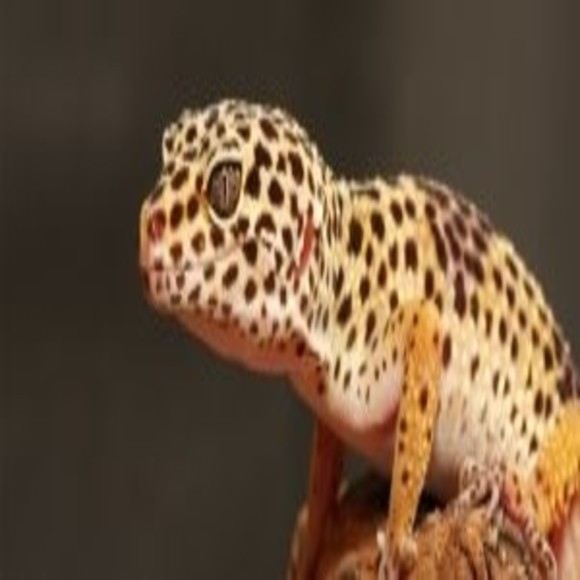The Gecko Ability to Regrow Its Tail Revealed! - BioTechniques