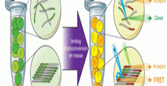 Splitting the Details of Protein Aggregation - BioTechniques