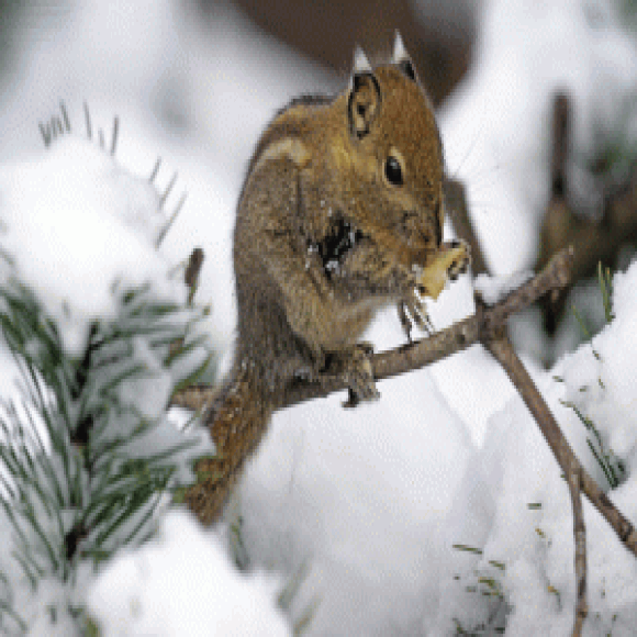 How Do Squirrels and Other Rodents Hibernate? - BioTechniques