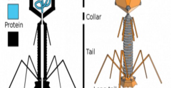Metals Help Bacteriophages Kill Multi-Drug Resistant Bacteria