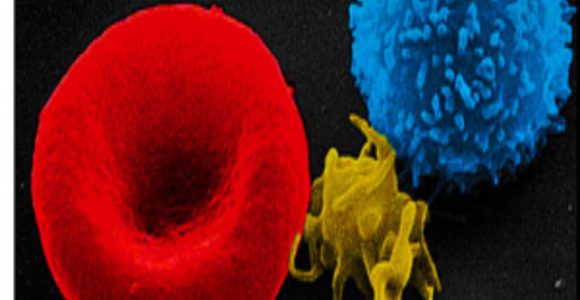 The Secret Life of Platelets - BioTechniques