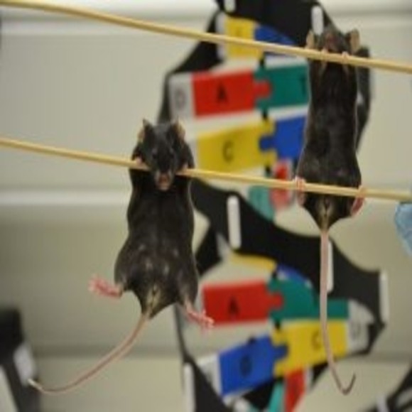 Why Can Xy Mammals Develop Female Sex Organs Biotechniques