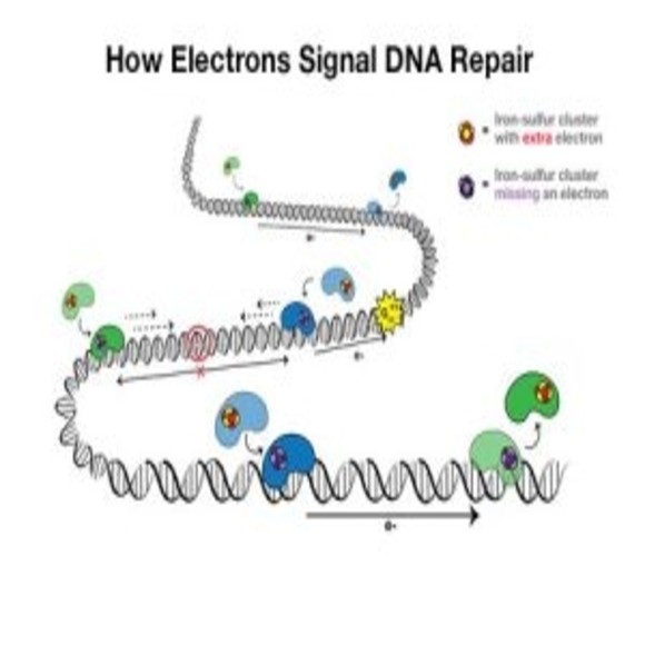 Cancer Linked to DNA Repair Process [Research] - BioTechniques