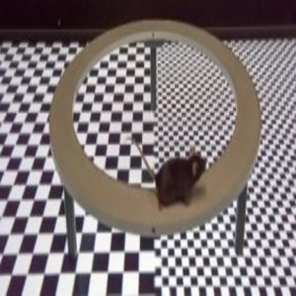 A Virtual Reality for Animal Studies - BioTechniques