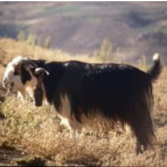 Goat Evolution: A 10,000-year History of Gene Flow - BioTechniques