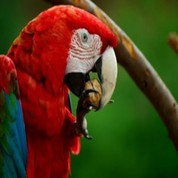 What Lets Parrots Get Down to Monkey Business? - BioTechniques