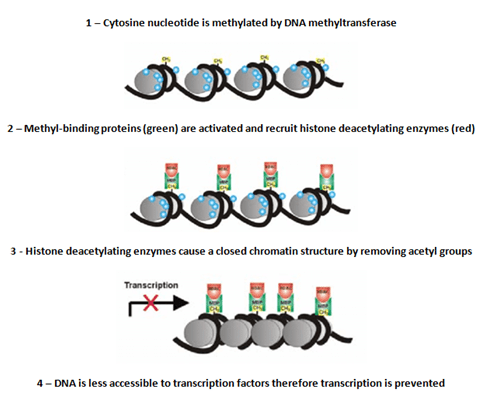 DNA Methylation Sequencing | Epigenetics - BioTechniques