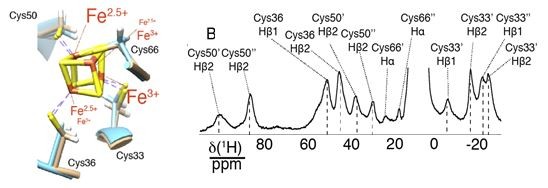 Paramagnetic NMR in Structural Biology - BioTechniques