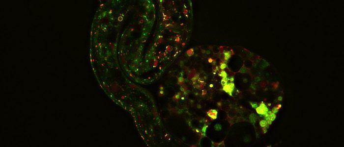 Live Cell Imaging with Super-Resolution - BioTechniques