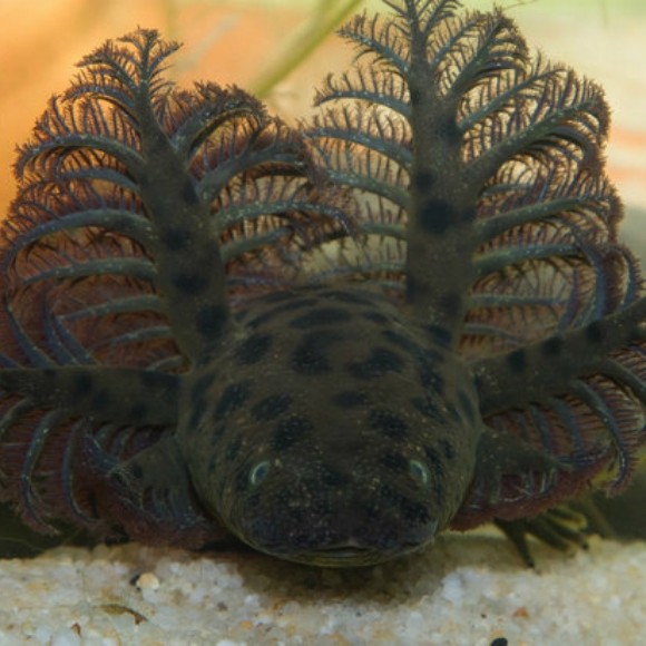 Reticulated Siren: a New Species of Salamander - BioTechniques