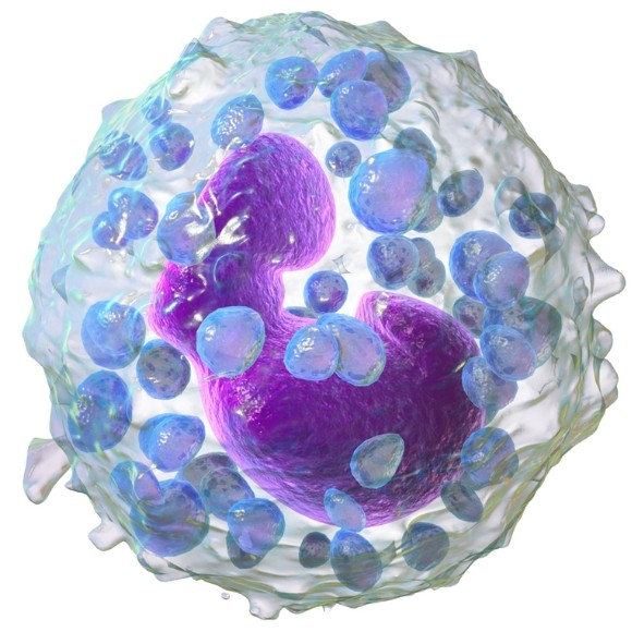 Basophils Function in Immune System: Silencing Sepsis - BioTechniques