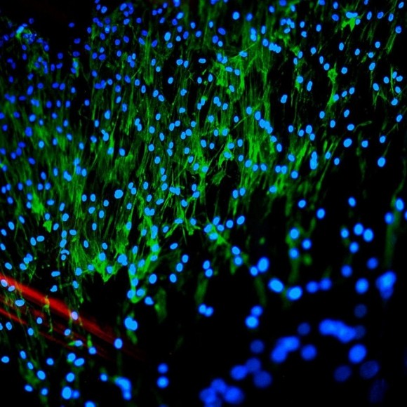 Managing Mucin Protein Secretion - BioTechniques