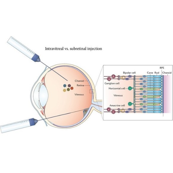Restoring Sight to the Blind Mice by an Injection - BioTechniques