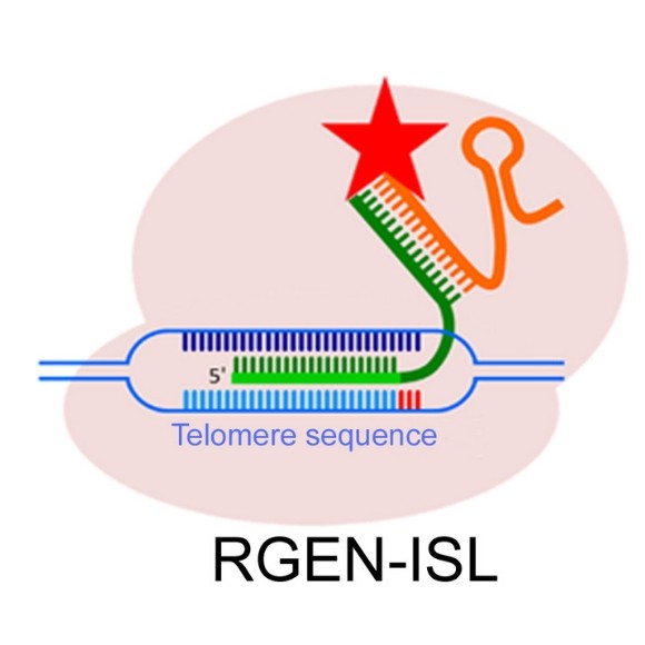 New Sequence Analysis Without Disrupting Chromosome Structure