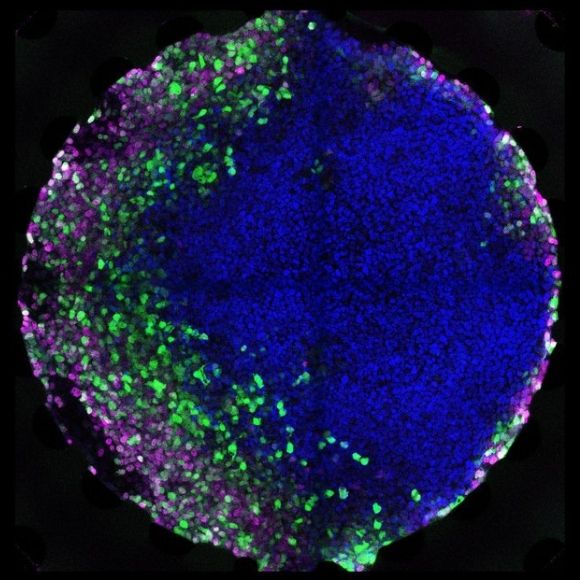 Growing Human Embryo Tissues Without Issue - BioTechniques