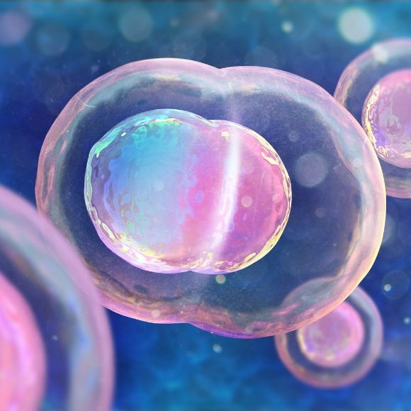 Craniopagus Conjoined Twins Separated - BioTechniques