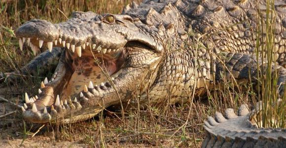 Crocodile Teeth Have Thin Enamel - BioTechniques