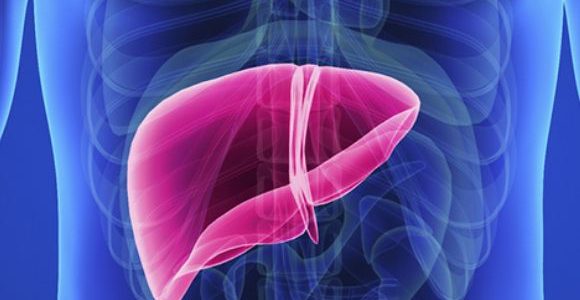 Liver Organoids as Models for Drug Discovery - BioTechniques