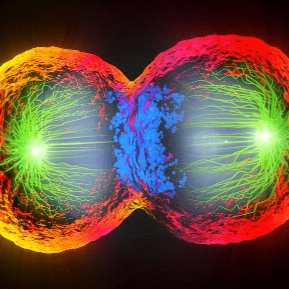New Theory Could Give Model For Spindle Movement - BioTechniques