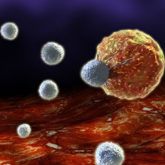 Live-cell monitoring: optimizing workflows for advanced cell models ...