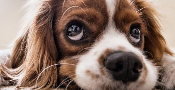 Selective Breeding Has Altered Dog Brains - BioTechniques