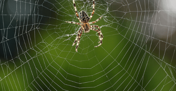 Have the Secrets Behind Spider Silk Been Unraveled? - BioTechniques