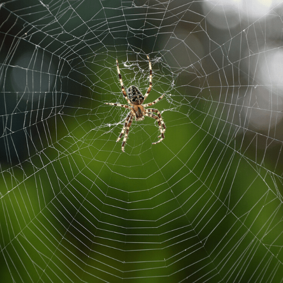 Have the Secrets Behind Spider Silk Been Unraveled? - BioTechniques