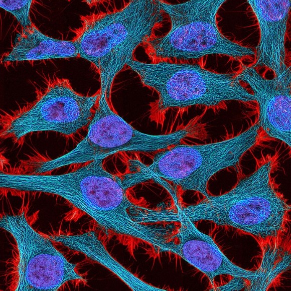 Advances in Cell Imaging Methods - BioTechniques