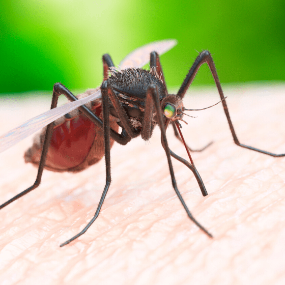 Engineered Mosquitos Carry Antibodies For Dengue Virus - BioTechniques