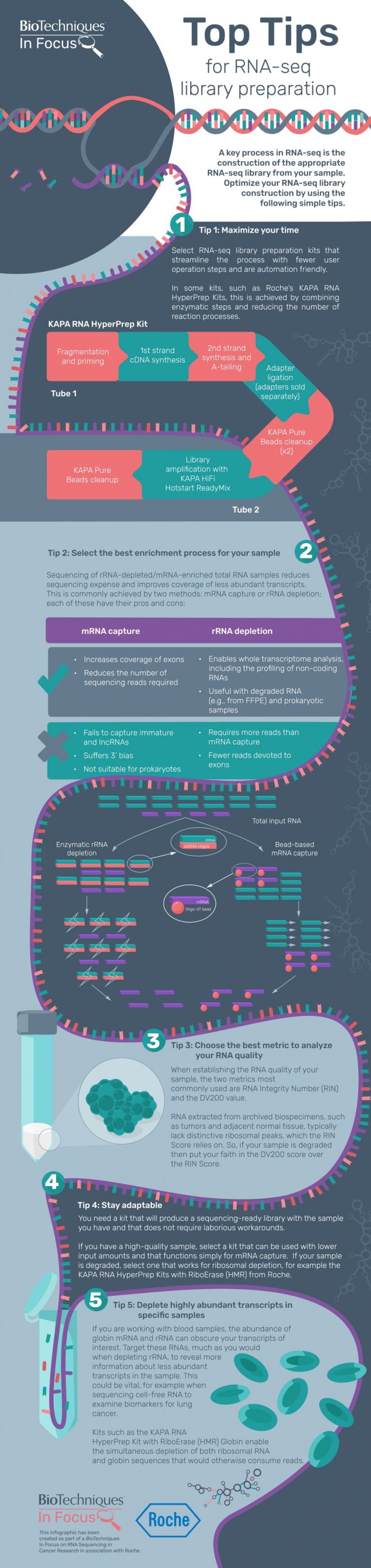 RNA Sequencing Libraries Infographic - BioTechniques