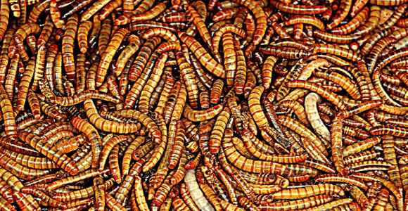 Maggot Analysis Method Enhancing Forensic Entomology - BioTechniques