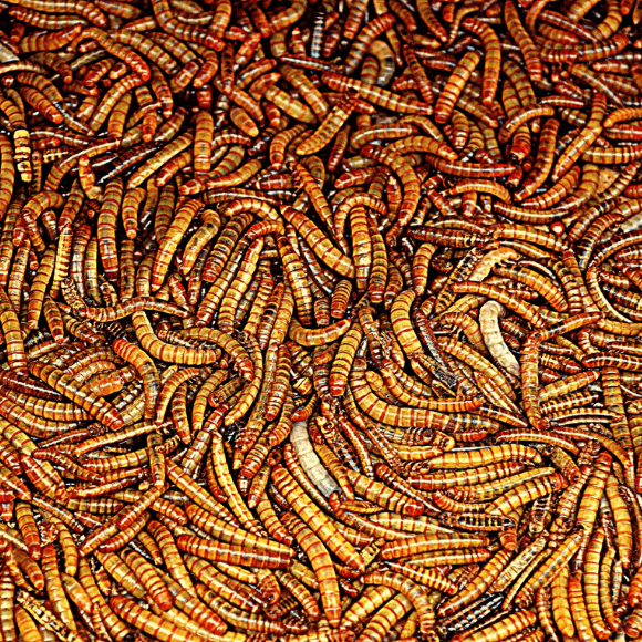 Maggot Analysis Method Enhancing Forensic Entomology - BioTechniques