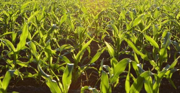 New Chemistry To Cure Crop Disease - BioTechniques