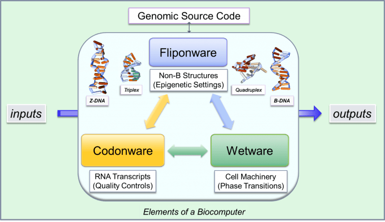 Exploring The Potential of Flipons - BioTechniques