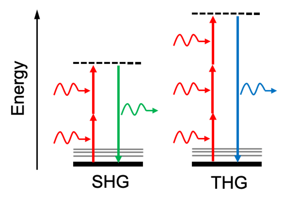 Biological Imaging with SHG and THG Microscopy - BioTechniques